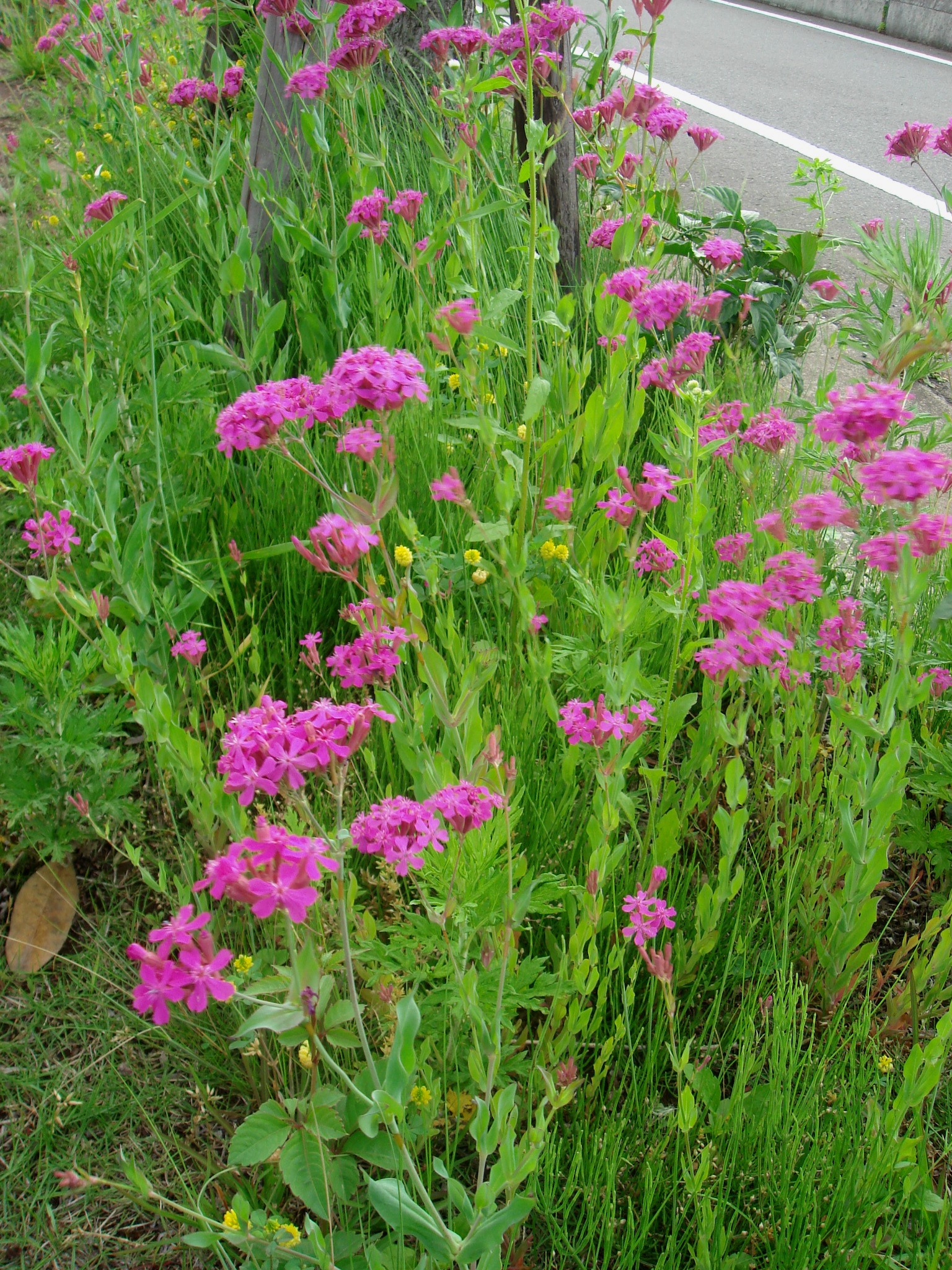 Silene Armeria
